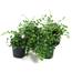 national PLANT NETWORK 4 in. Lemon Button Fern Nephrolepis Plant in ...