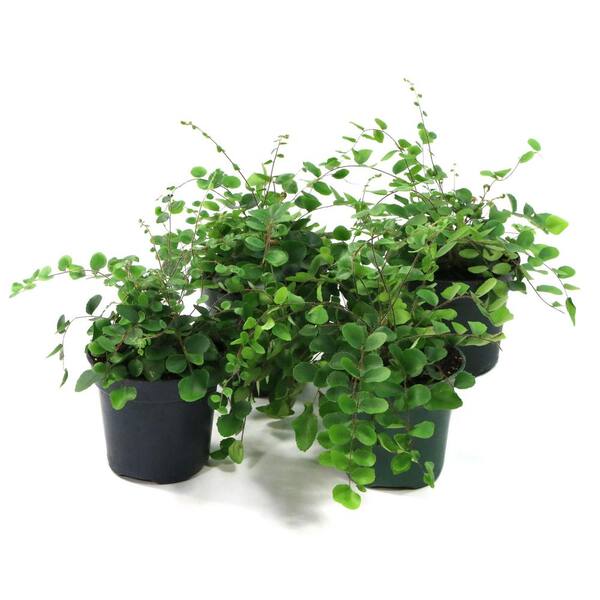 National Plant Network 4 in. Button Fern Polystichum Plant in Grower ...