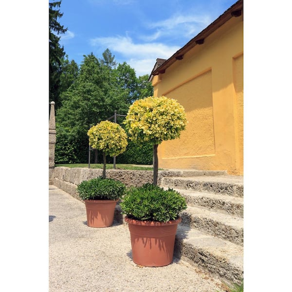 Golden Euonymus Shrub Growth Rate