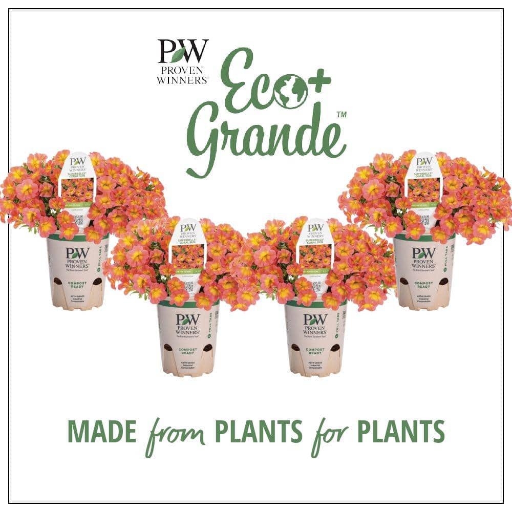 PROVEN WINNERS 4.25 in. Eco+Grande, Superbells Coral Sun (Calibrachoa ...