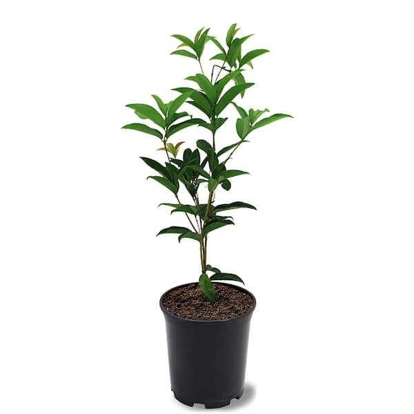 1 Gal. White Tea Olive Flowering Evergreen Shrub TEAOLI01G - The Home Depot