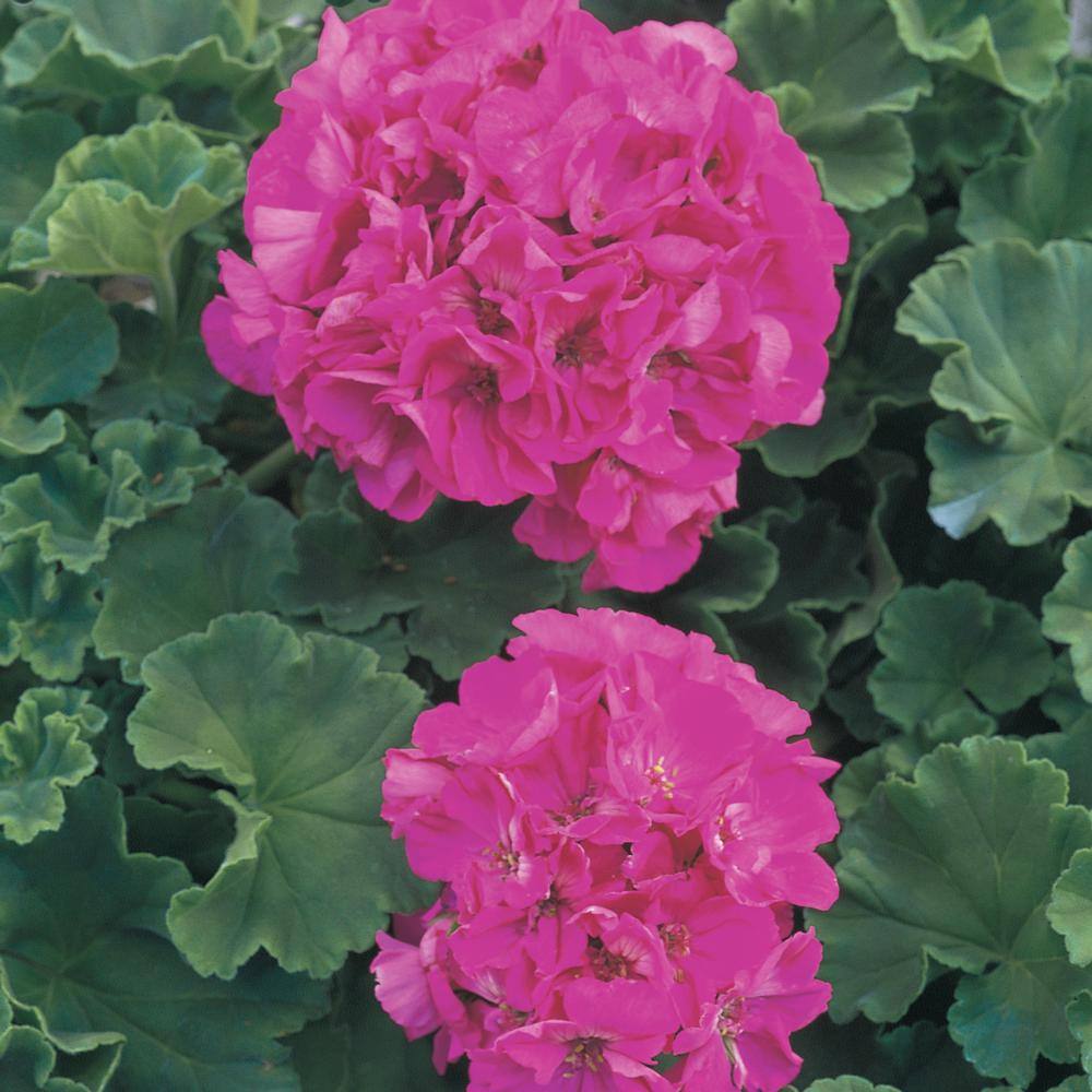 2.5 Gal Pelargonium Geranium 'Big Magenta' Magenta Annual Plant 207034 ...
