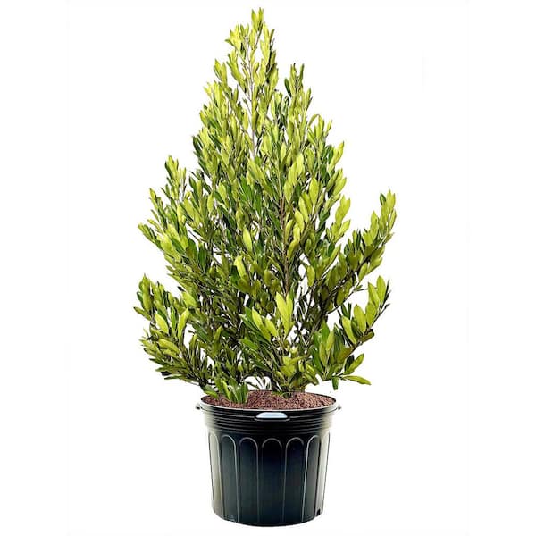 Laurel - Shrubs & Bushes - The Home Depot