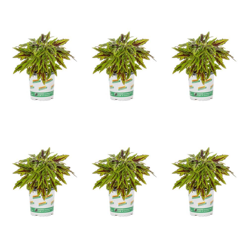 Vigoro 1PT Painted Nettle Flamethrower Chili Pepper Plant with No ...
