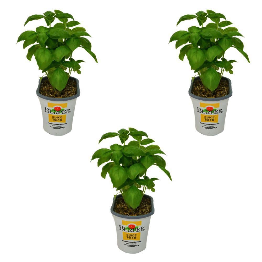 Burpee Pint Basil Super Sweet Genovese Plant-3-Pack 4804PI - The Home Depot