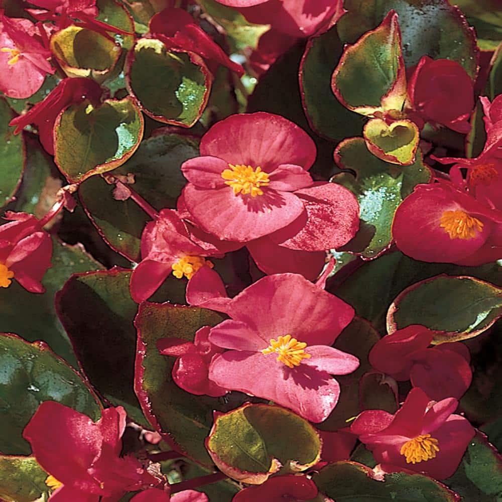 1 Gal. Red Begonia Plant 9656 - The Home Depot