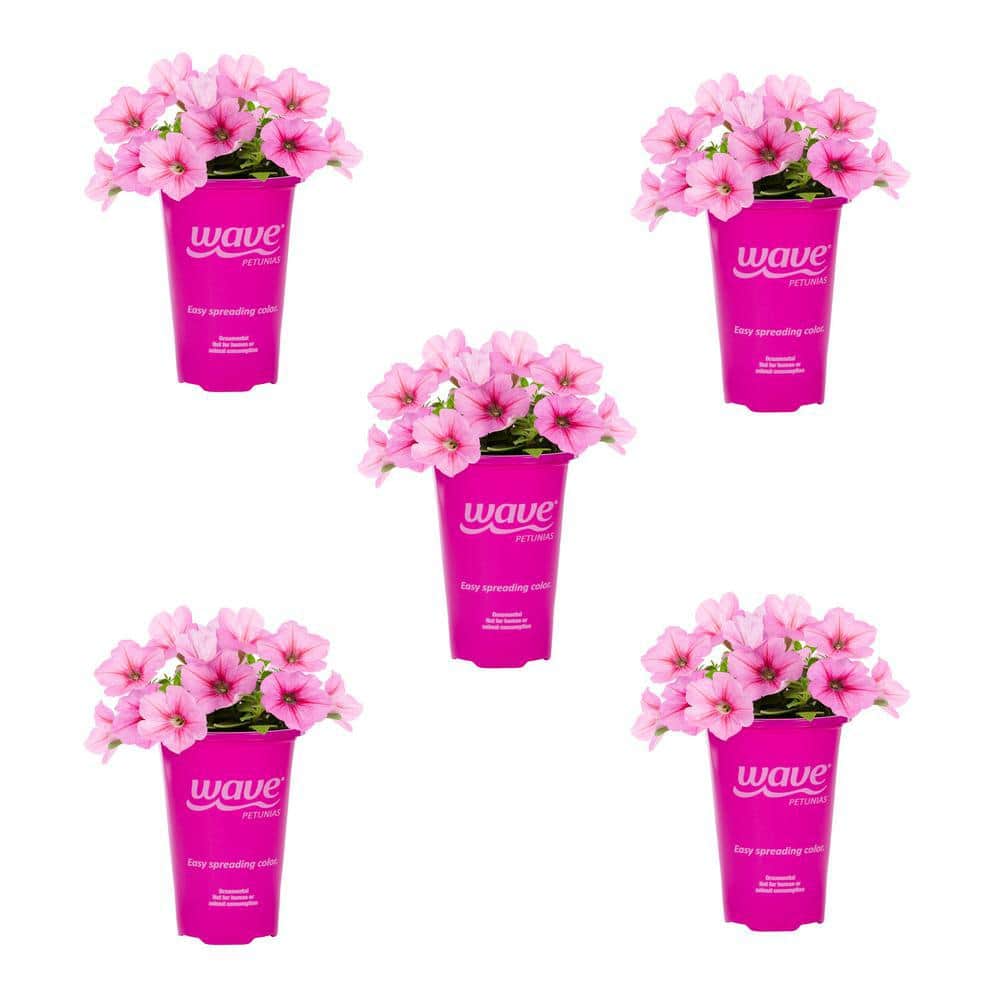 EASY WAVE 1.5 PT. Pink Passion Easy Wave Petunia Annual Plant with Pink ...