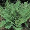 Spring Hill Nurseries Toothed Wood Fern Dormant Bare Root Perennial ...