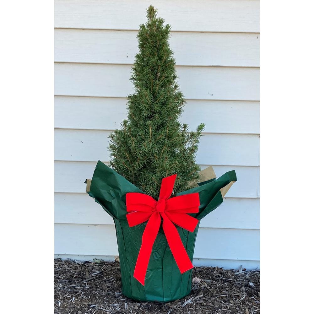 Cottage Gardens 2 Gal. Spruce Decorative Holiday Shrub/Tree ...
