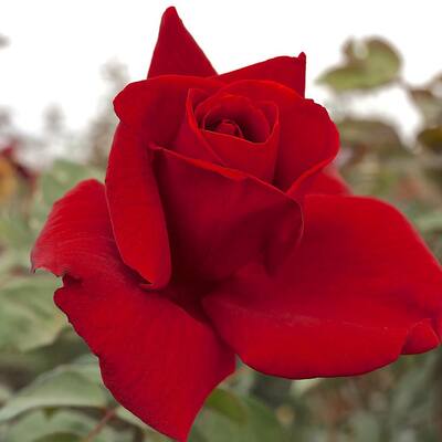 VAN ZYVERDEN Yellow and Pink Rose Double Delight Root Stock 83887