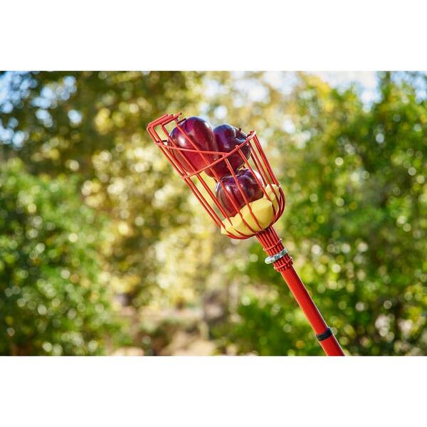 Corona 12 ft. L Reach Extendable Aluminum Handle Fruit Picker FP 2312 ...