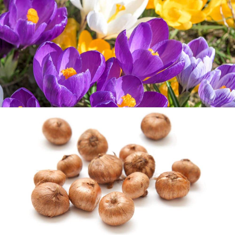 national PLANT NETWORK Crocus Mixed Colored Bulbs (25-Pack) HD3138 ...