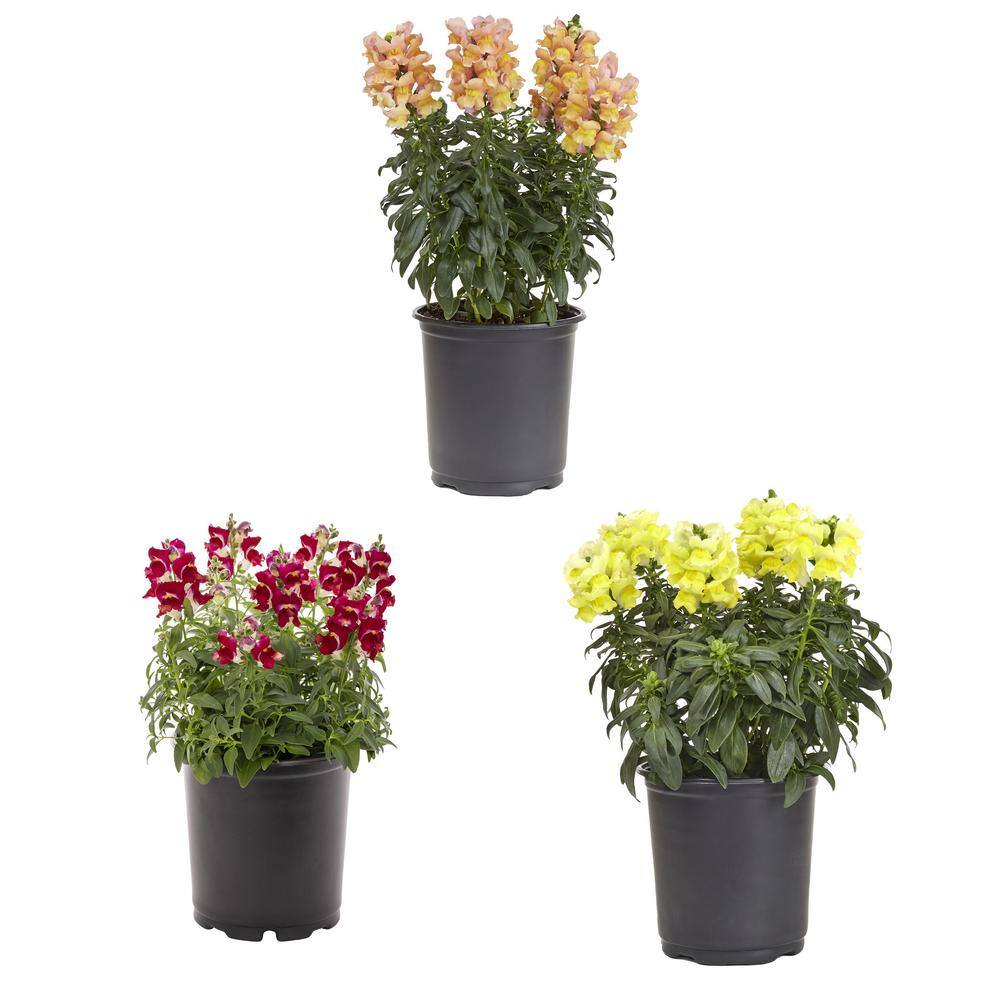 Vigoro 2.5 qt. Snapdragon Mix Orange, Red, Yellow Multicolor Annual ...