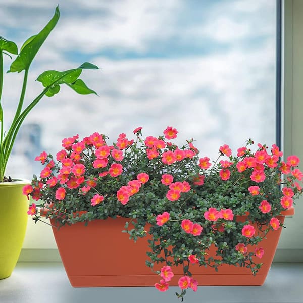 Red Geraniums Window Box