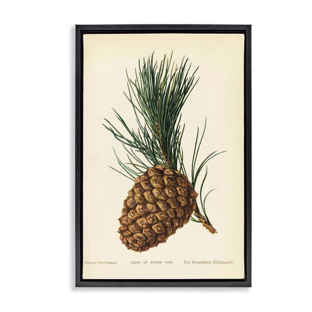 Stupell Industries Detailed Pine Cone Sprig by Tina Higgins Designs ...