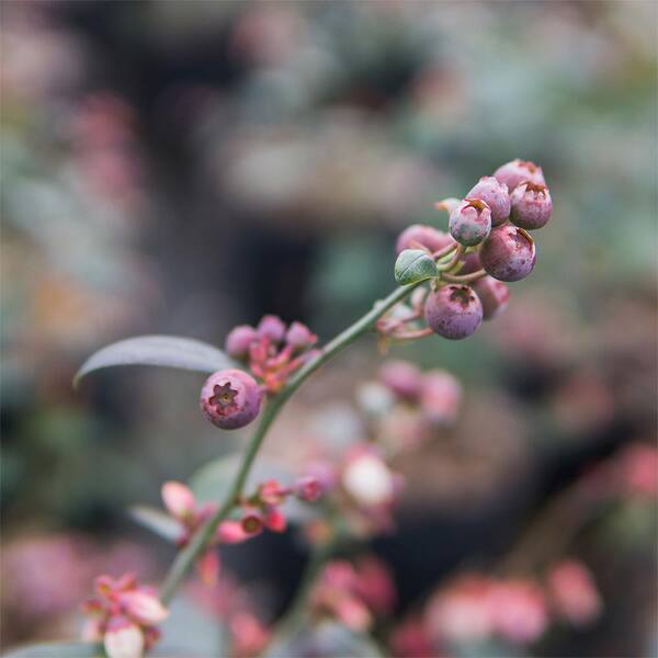 Powder Blue Blueberry