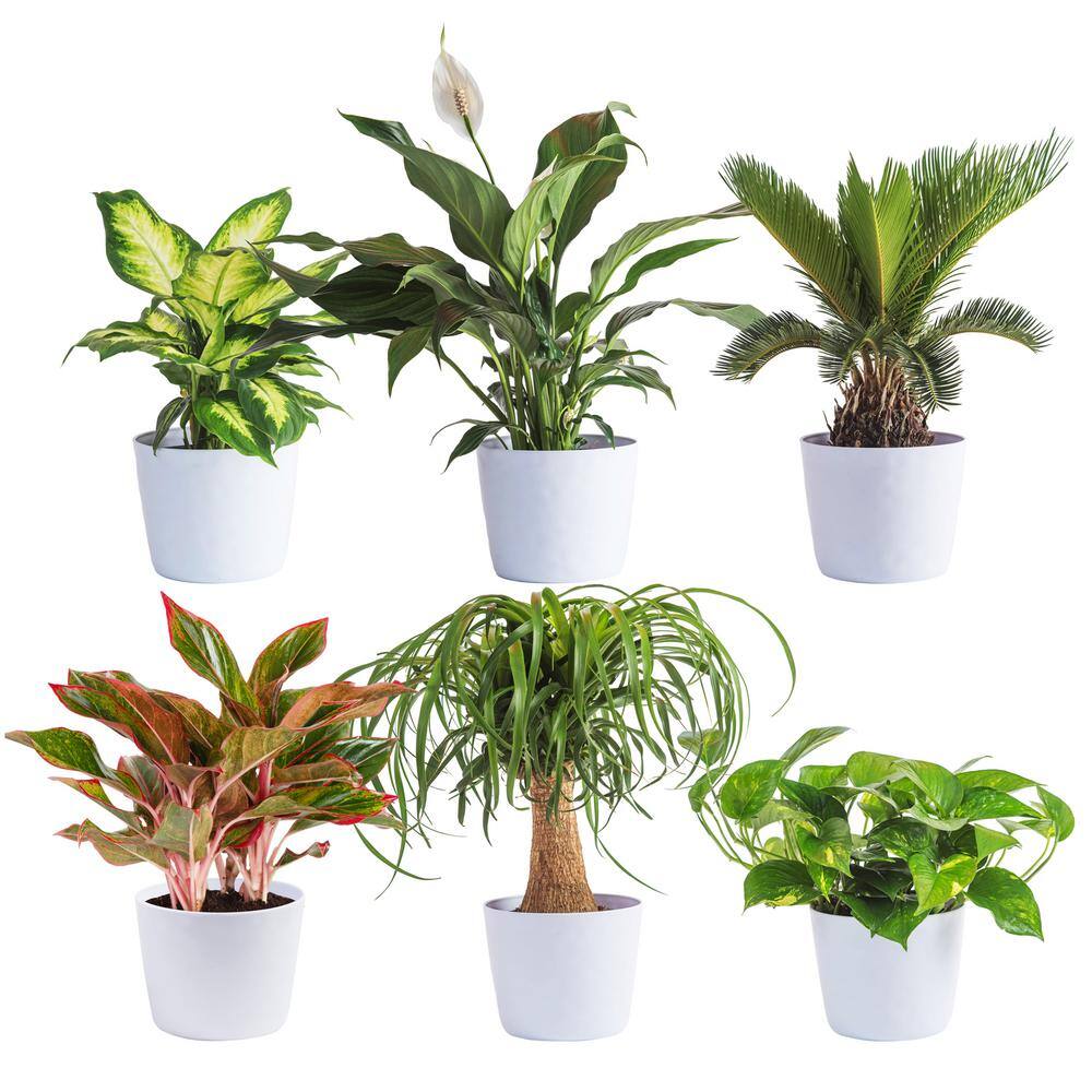 Reviews for Vigoro 6 in. Peace Lily,Pothos,Sago Palm,Dieffenbachia,Siam ...