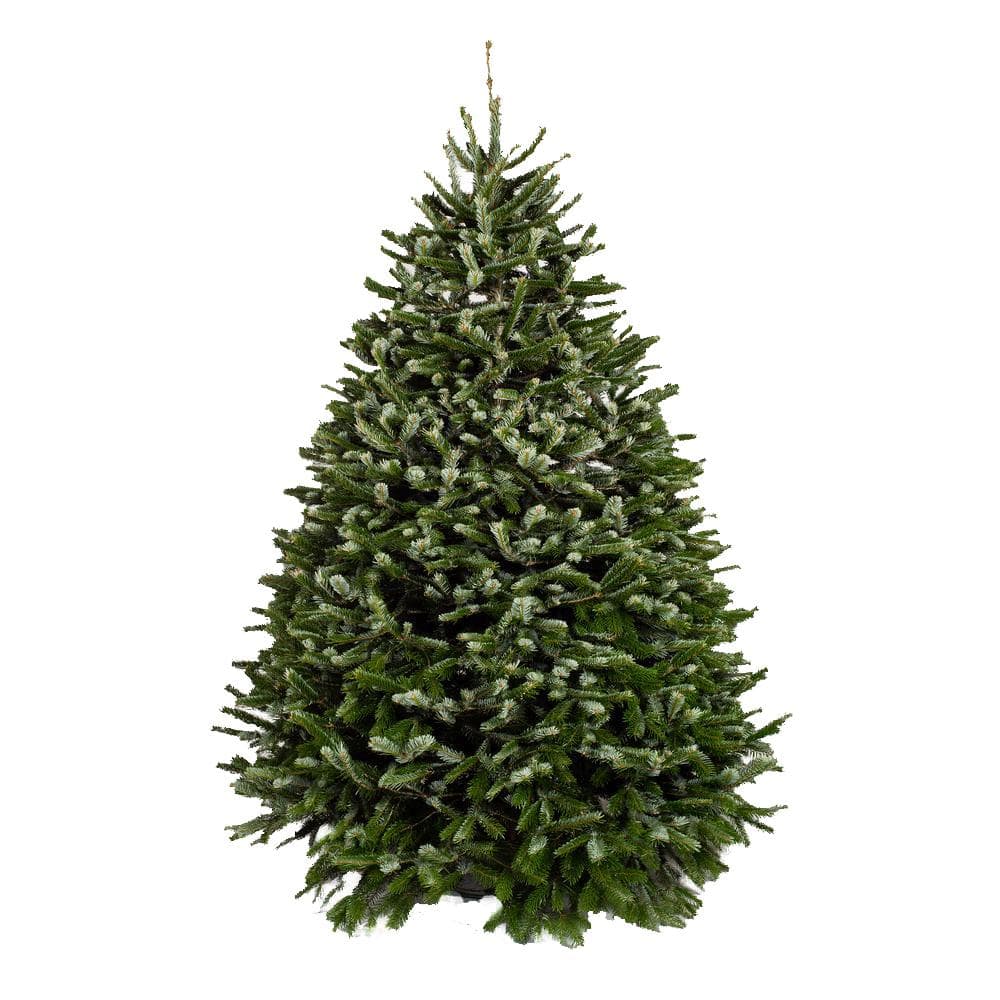 6-7 ft. Freshly Cut Live Nordmann Fir Christmas Tree 384387 - The Home ...