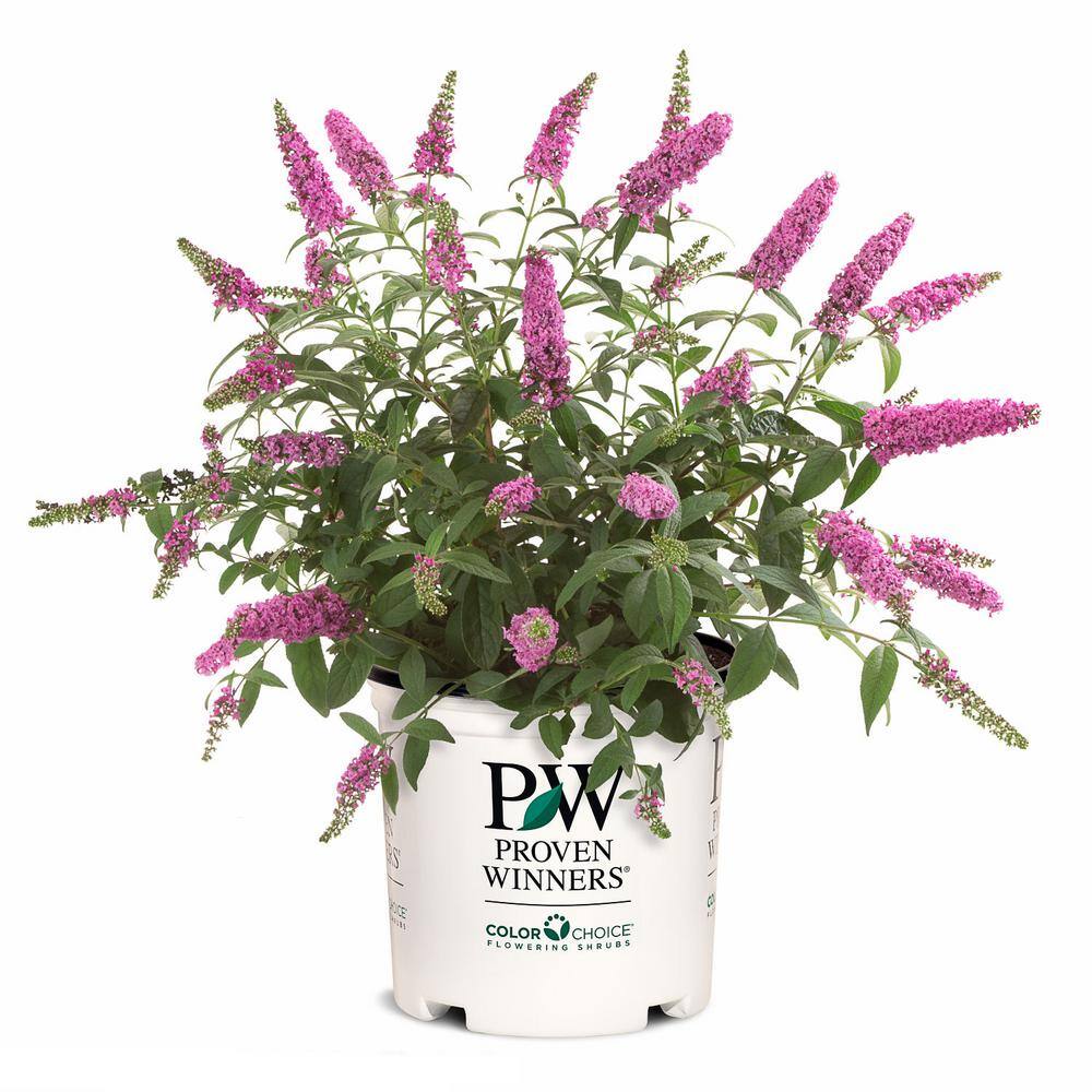 PROVEN WINNERS Butterfly Bush (Buddleia) Lo and Behold Pink Micro Chip ...