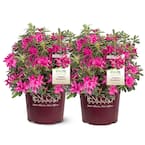 ENCORE AZALEA 1 Gal. Autumn Carnival Azalea Shrub with Fluorescent Pink ...