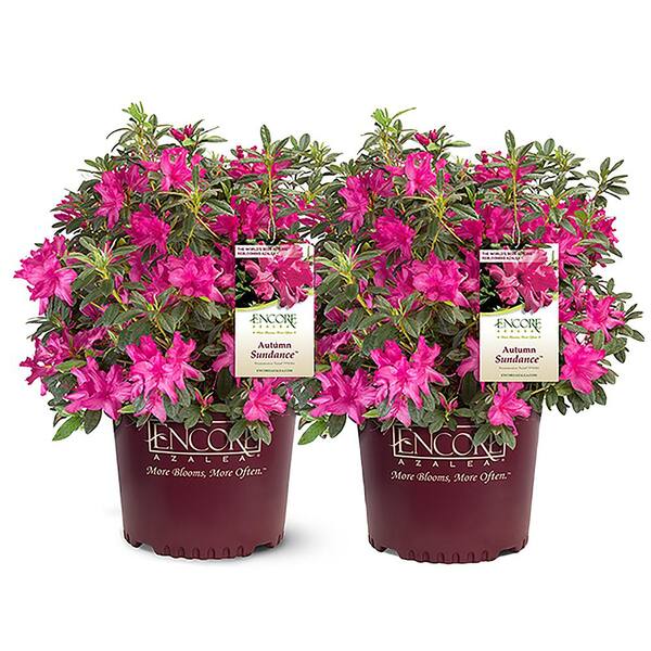 ENCORE AZALEA 1 Gal. Autumn Sundance Azalea Shrub with Unique Vibrant ...