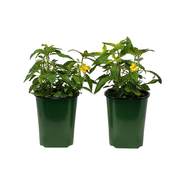 Pure Beauty Farms 2.5 Qt Butter Cup Bush Yellow in Grower's Pot (2 ...