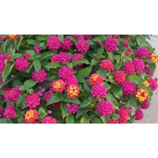 national PLANT NETWORK 2.5 in. Lantana Bloomify Rose Plant (3-Pack ...