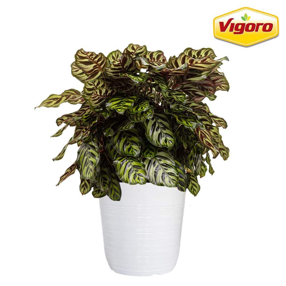 Vigoro 12 in. Vigoro Calathea Makoyana Prayer Plant in White Decor Pot ...