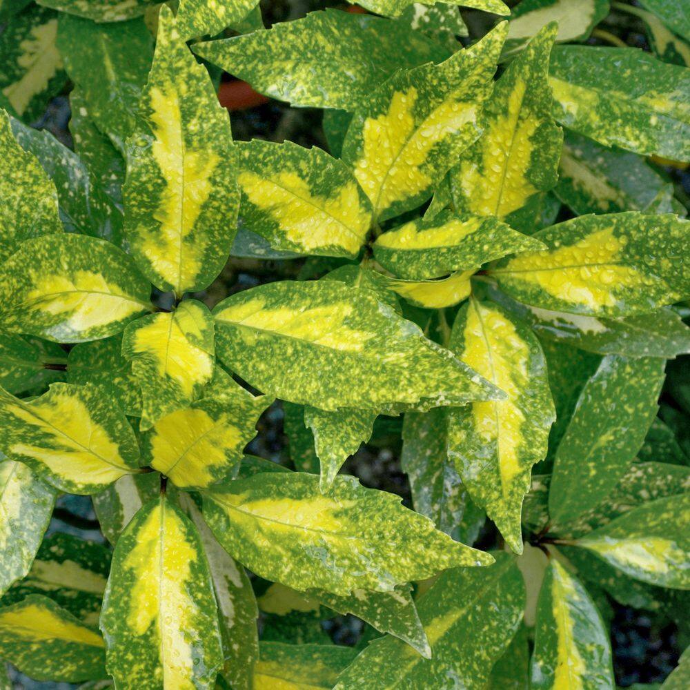 national PLANT NETWORK 3 Gal. Aucuba Picturata HD2689 - The Home Depot