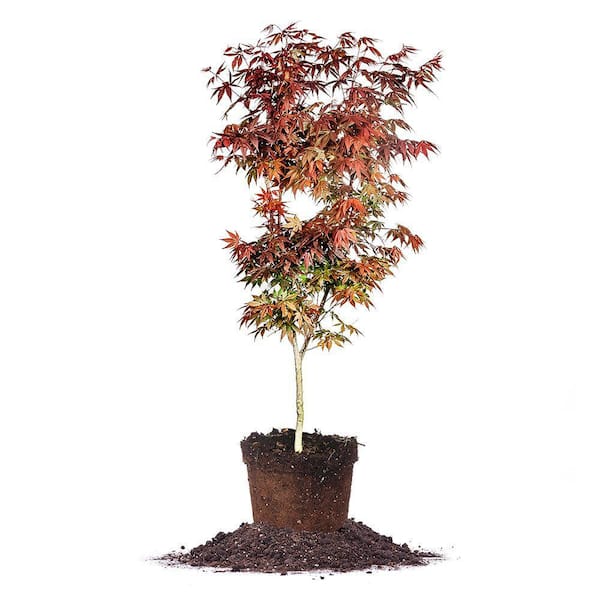 Online Orchards 1 Gal. Bloodgood Japanese Maple Tree - Dark Red Leaves ...