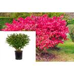Online Orchards 5 Gal. Dwarf Burning Bush Shrub With Compact Fiery Red ...