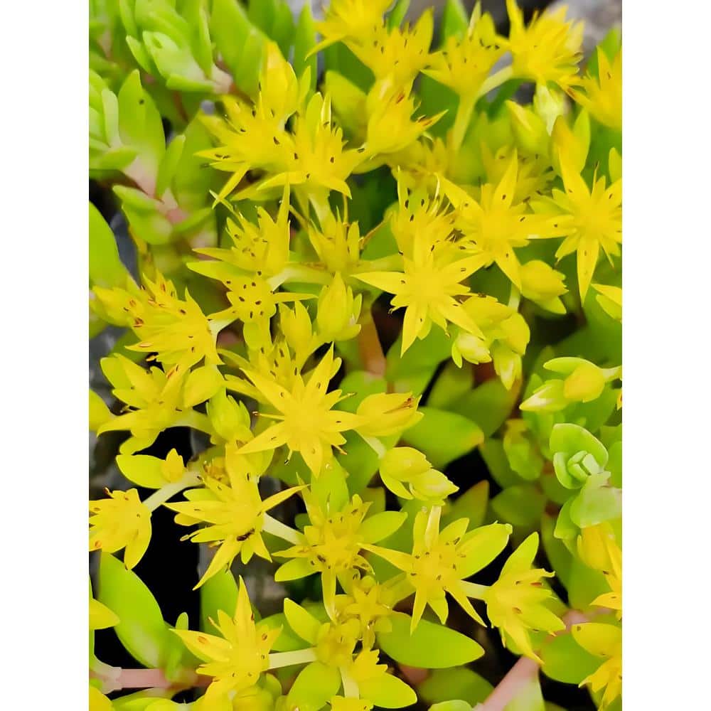 6 in. Sedum Sarmentosum with Yellow Flowers, Succulent Plants in Grower Hanging Pot hj-474 - The ...