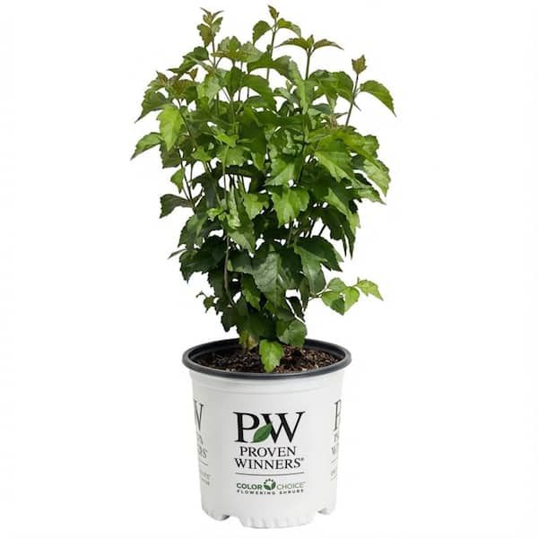 PROVEN WINNERS 2 Gal. Blue Muffin Viburnum Live Flowering Shrub with ...