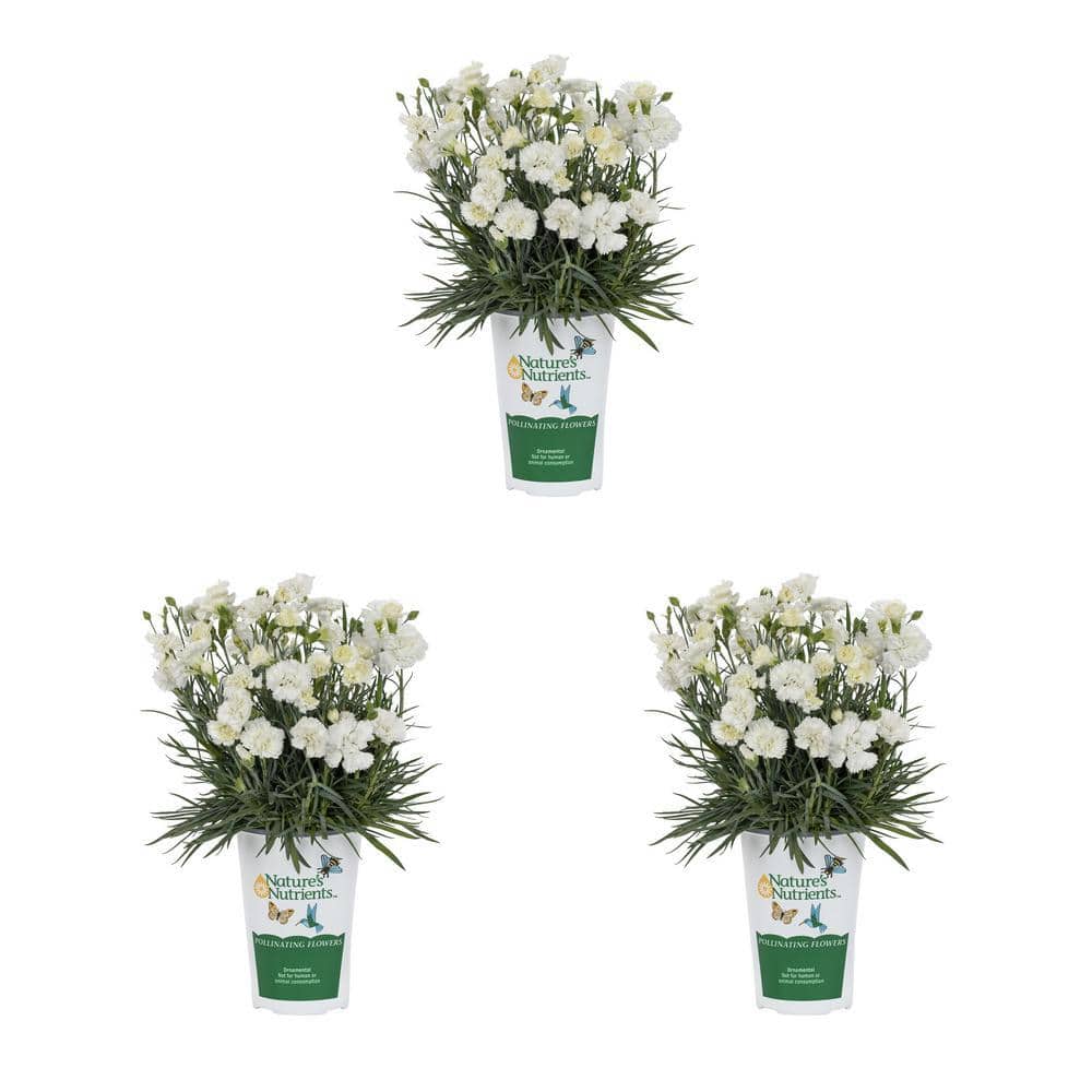 Vigoro 2 qt. Dianthus Sweet William Carnation Scent First Memories ...