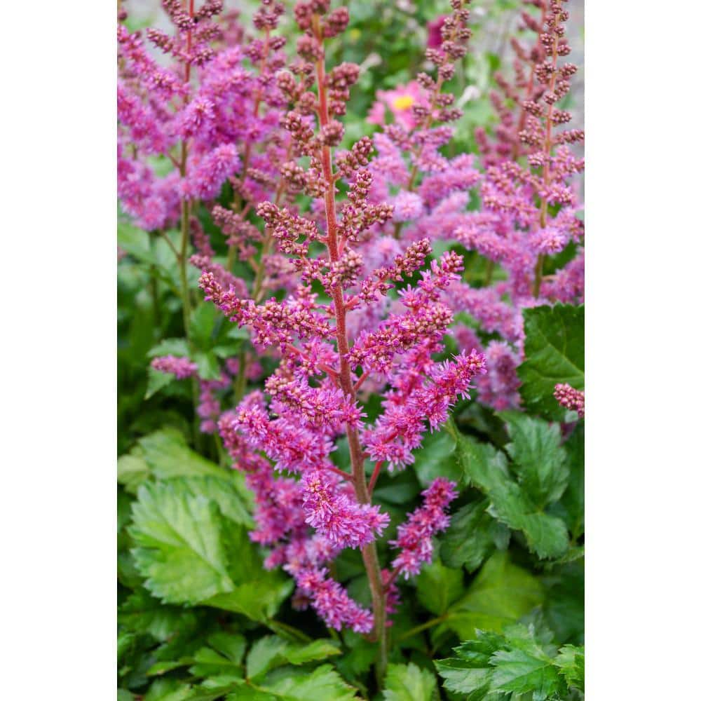 BELL NURSERY 3 Gal. Visions Astilbe Live Flowering Shade Perennial Plant with Raspberry Pink ...