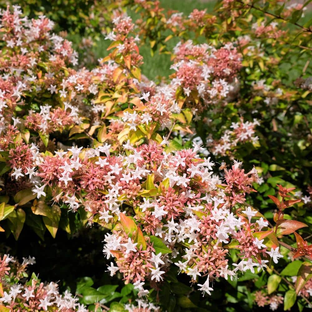 national PLANT NETWORK 4 in. Abelia Peach Perfection Shrub with Pink ...