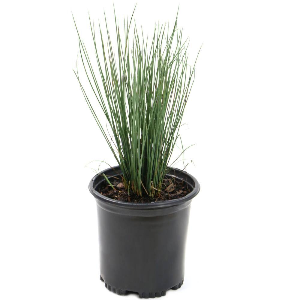 national PLANT NETWORK 2.5 Qt. Blue Dart Juncus Grass HD1136