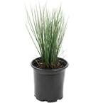 national PLANT NETWORK 2.5 Qt. Blue Dart Juncus Grass HD1136