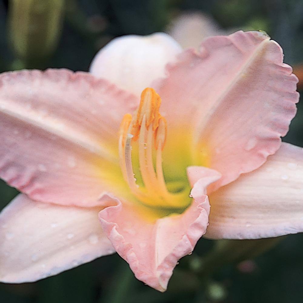 #1 Lullaby Baby Peach Daylily Plant 1183 - The Home Depot