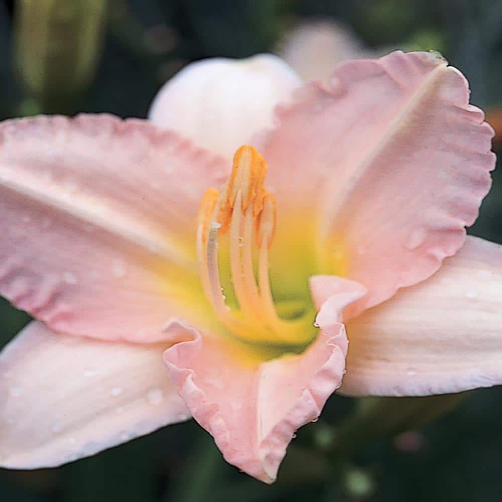 #1 Celestial City Peach Daylily Plant 35710 - The Home Depot