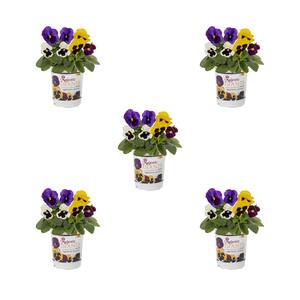 Pansy - Annuals - Garden Flowers - The Home Depot