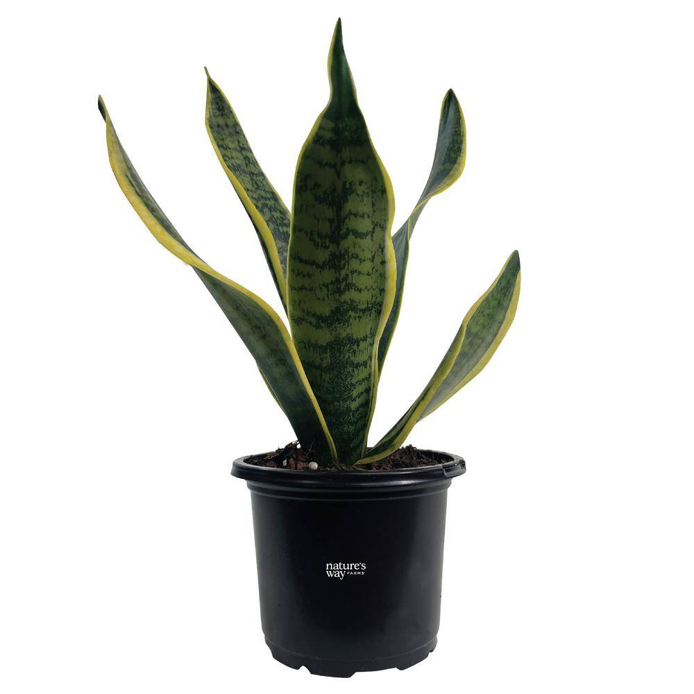 NATURE'S WAY FARMS Sansevieria Superba Live Indoor Plant in Growers Pot ...