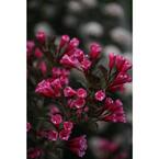 FLOWERWOOD 2.5 Gal - Bridal Wreath Spiraea Reeves Plant with Showy ...