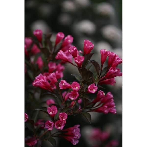 Proven Winners 2 Gal Wine And Roses Weigela Shrub With Rosy Pink