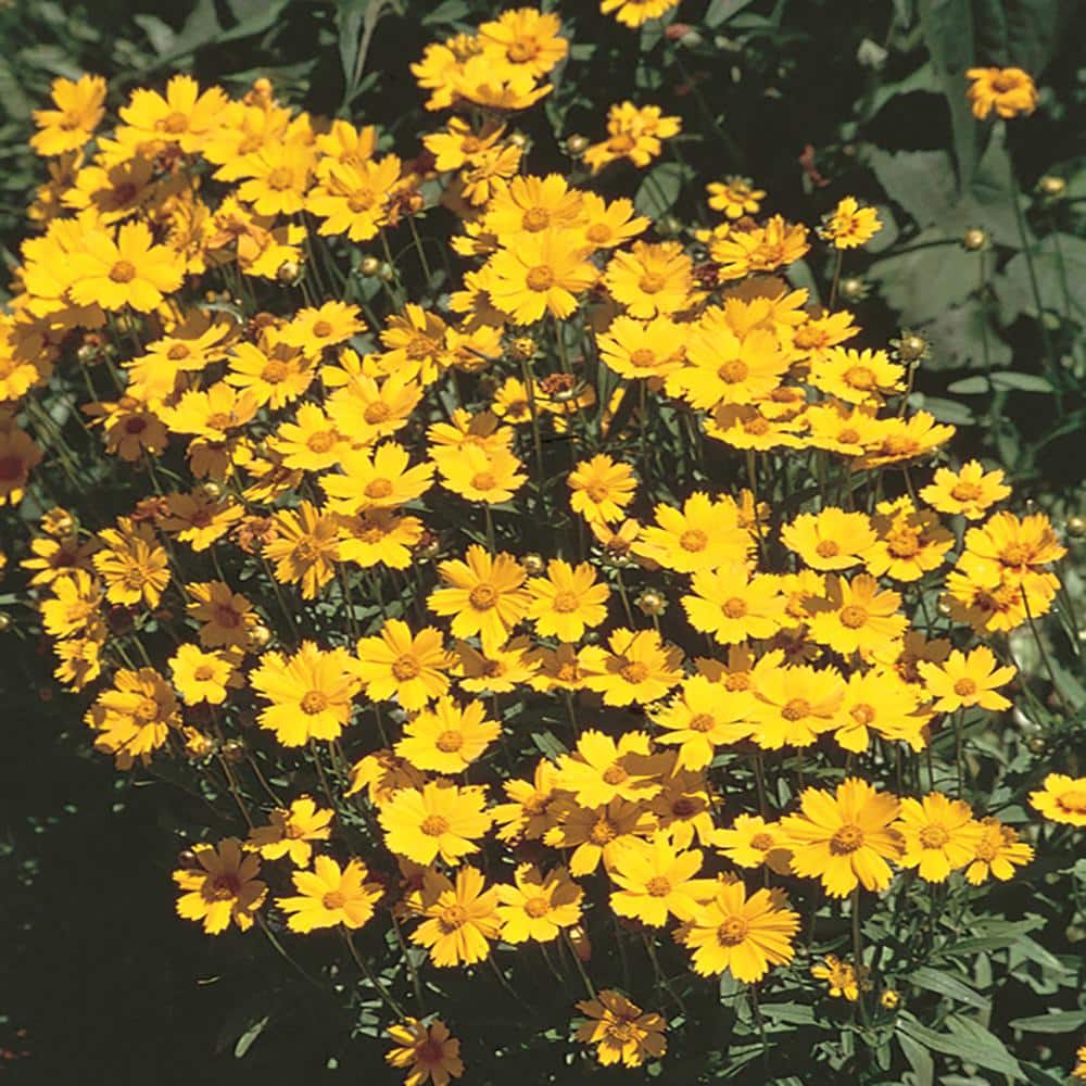 1 Gal. Yellow Tickseed Plant 9924 - The Home Depot