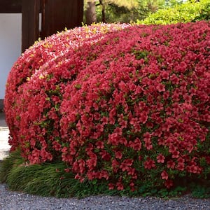 National Plant Network 2.5 Qt. Red Ruffle Azalea Plant with Red Blooms ...