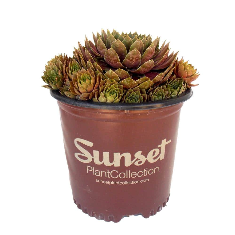 EVERDE GROWERS 8 in. Hen and Chicks Echeveria SEMSUF0408IN - The Home Depot