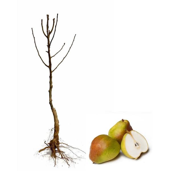 Online Orchards 3 ft. Comice Pear Tree with Self Fertile Red Blushed ...