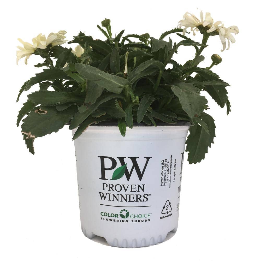 PROVEN WINNERS Shasta Daisy Leucanthemum Daisy May Live Plant 19753 ...