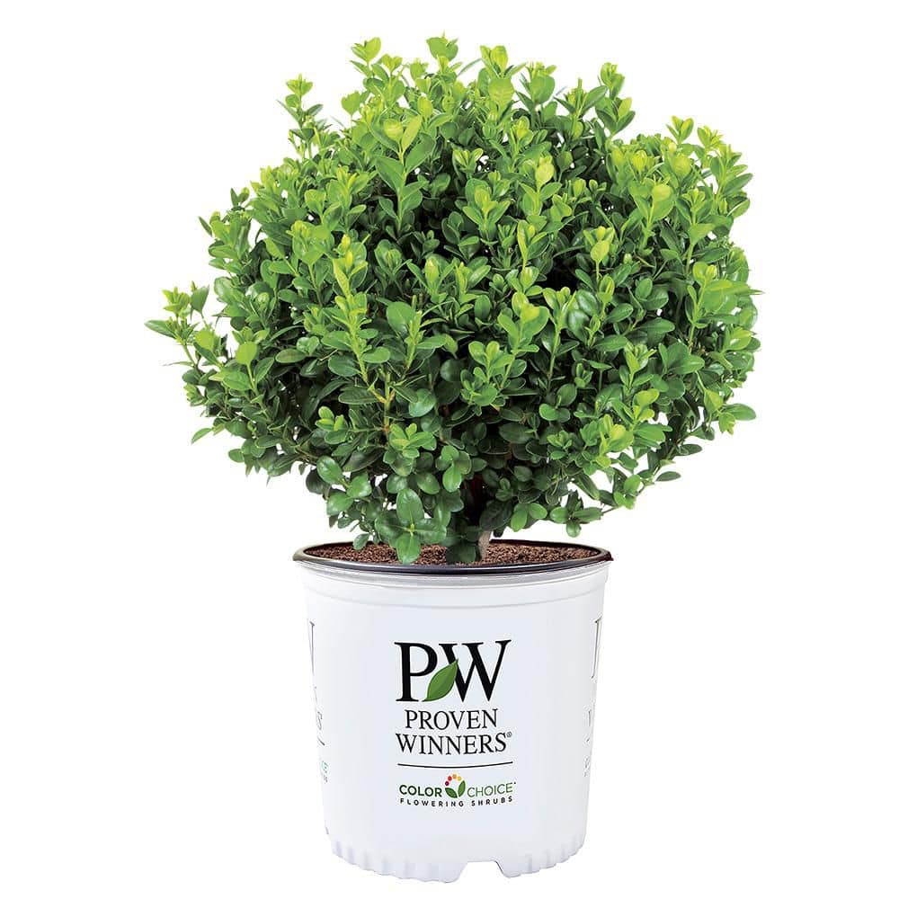 PROVEN WINNERS 1 Gal. Neatball Boxwood Shrub 18217 - The Home Depot